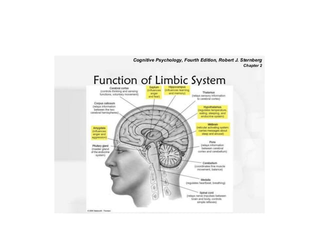 Limbic and paralimbic system | PPT