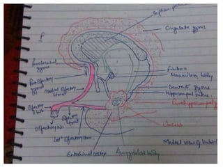 Limbic and paralimbic system | PPT