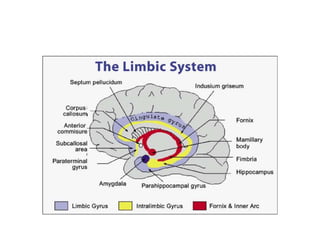 Limbic and paralimbic system | PPT