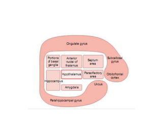 Limbic and paralimbic system | PPT