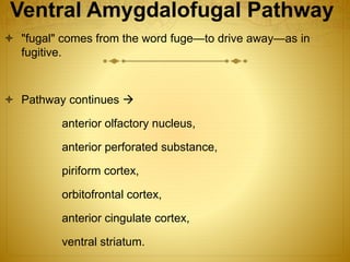 Ventral Amygdalofugal Pathway