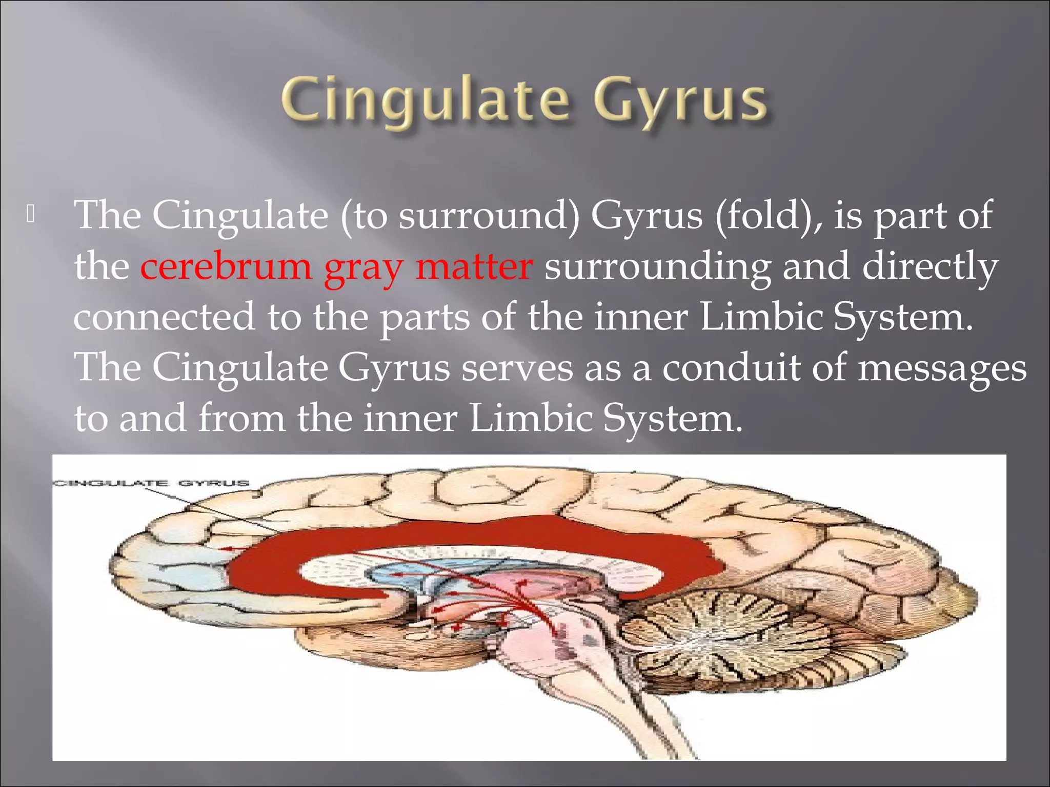 Limbic system | PPT
