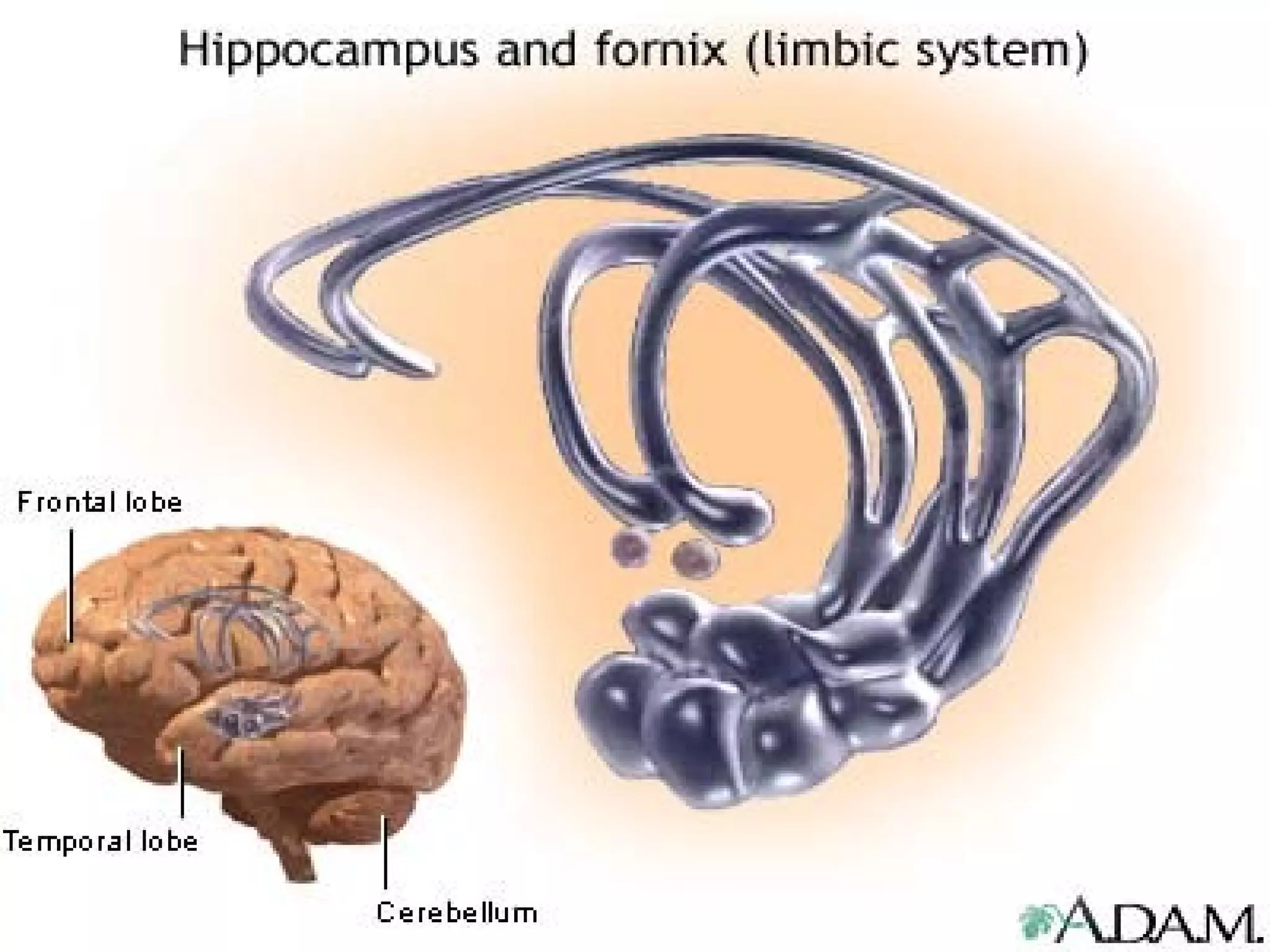 Limbic system | PPT