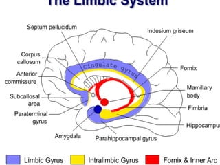 Simple Limbic System Diagram