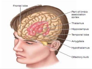 PPT The Limbic System The Core Of The Forebrain PowerPoint, 43% OFF