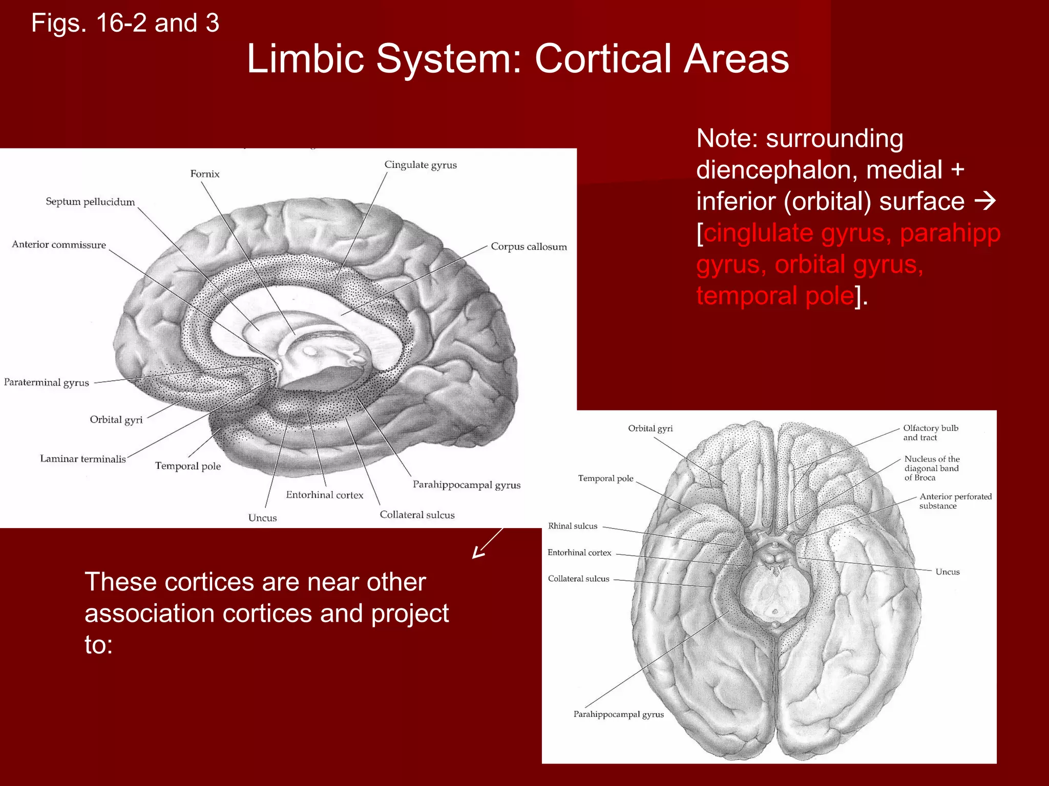 Limbic system | PPT