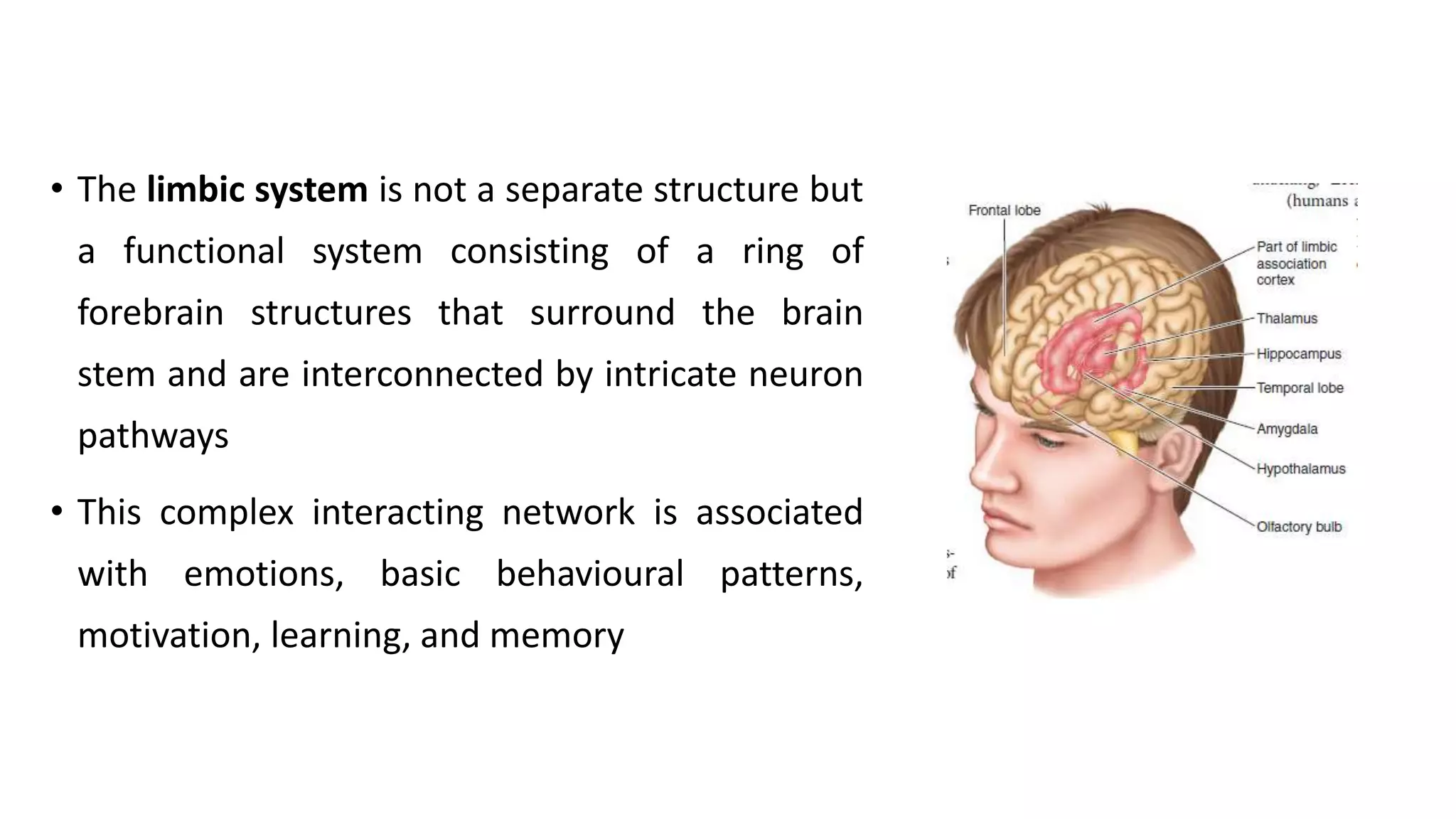 Limbic system | PPTX