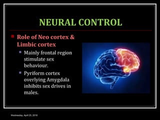 Neo Cortex And Limbic System