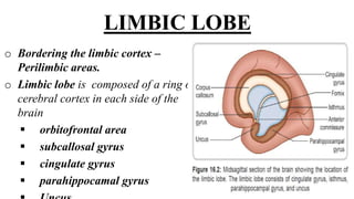 Limbic system | PPTX