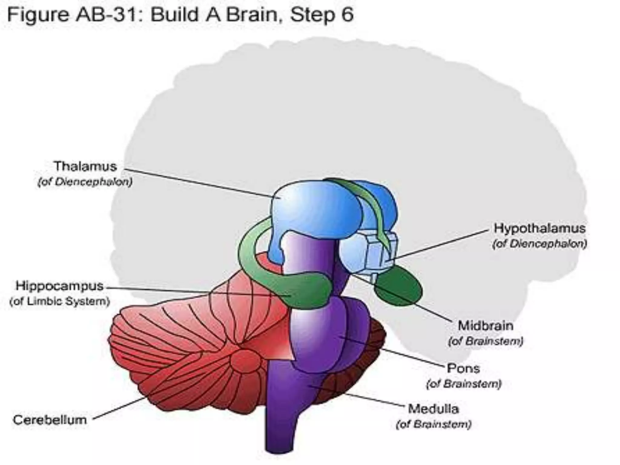 Limbic system | PPT