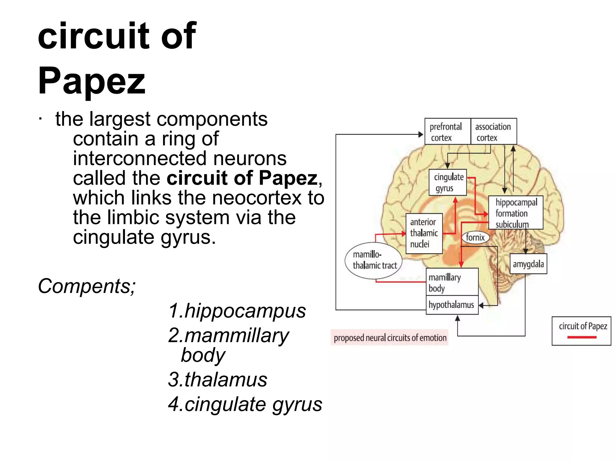 Limbic system | PPT