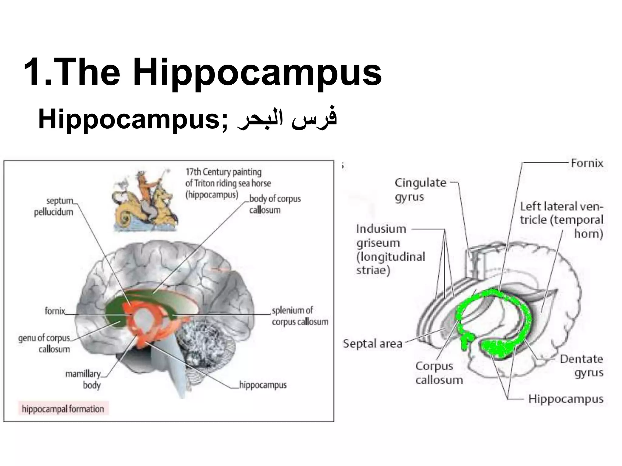 Limbic system | PPT
