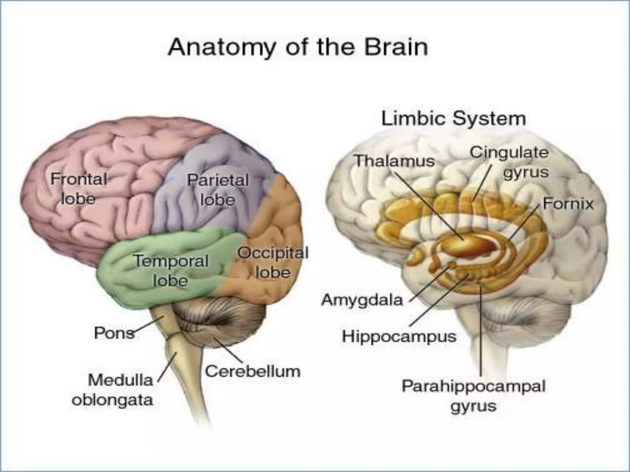Limbic system | PPT