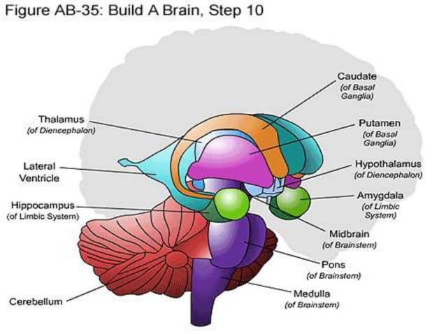 Limbic system | PPT