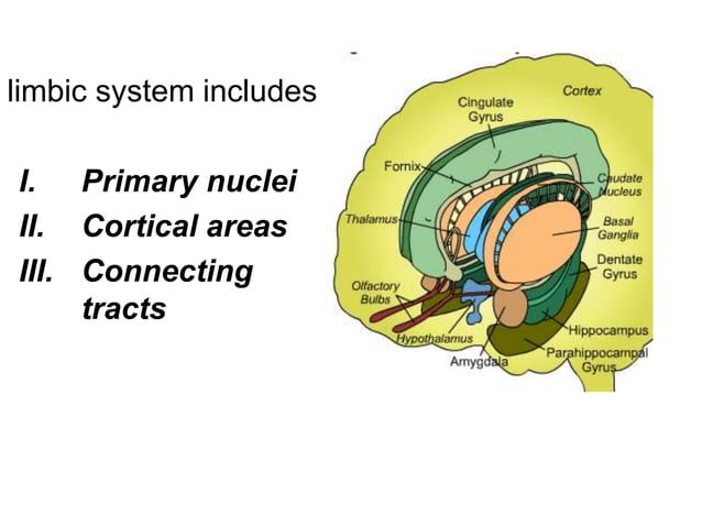 Limbic system | PPT