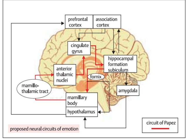 Limbic system | PPT