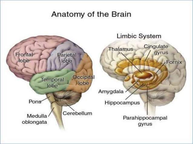Limbic system | PPT