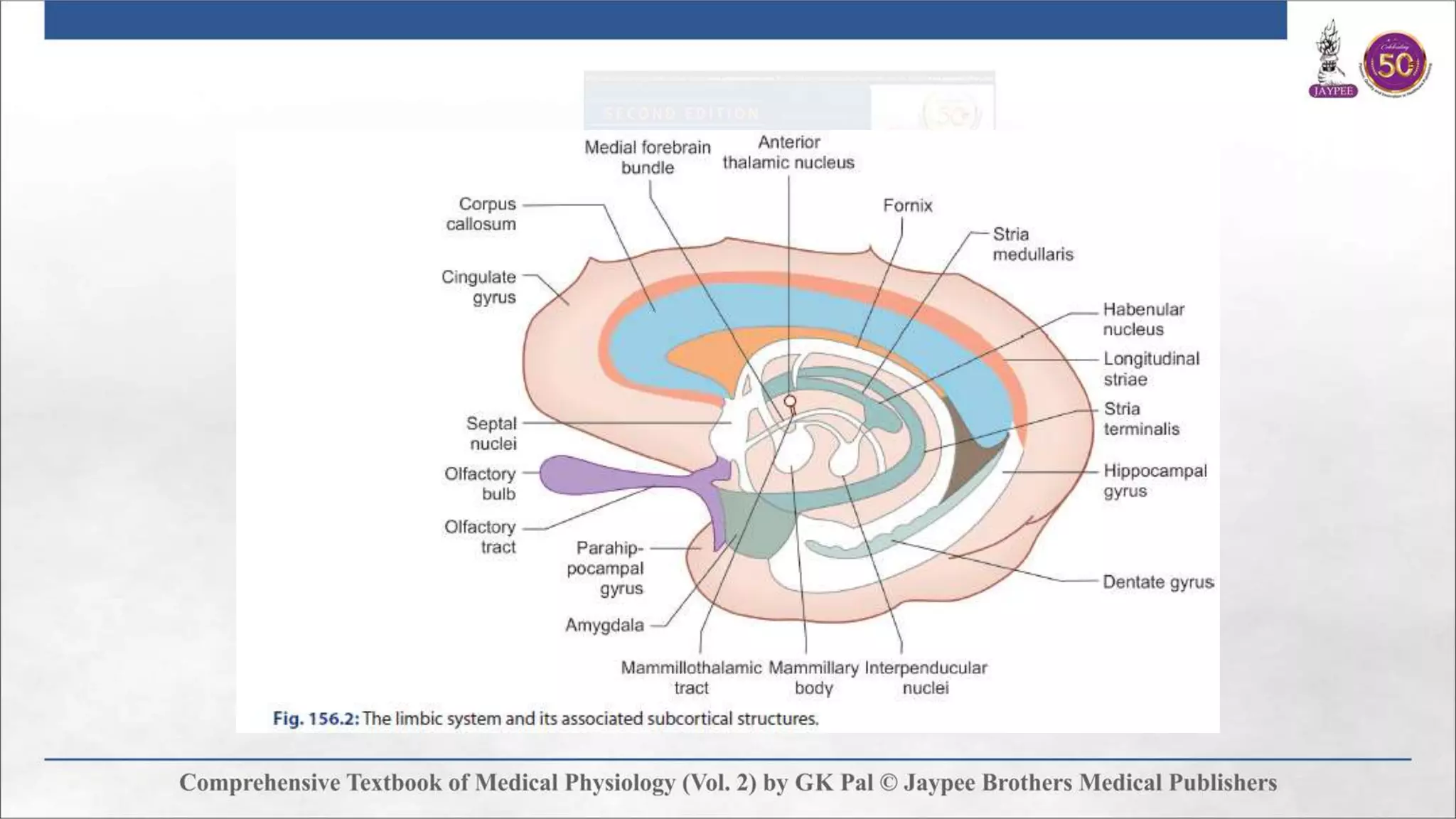 Limbic System.pptx