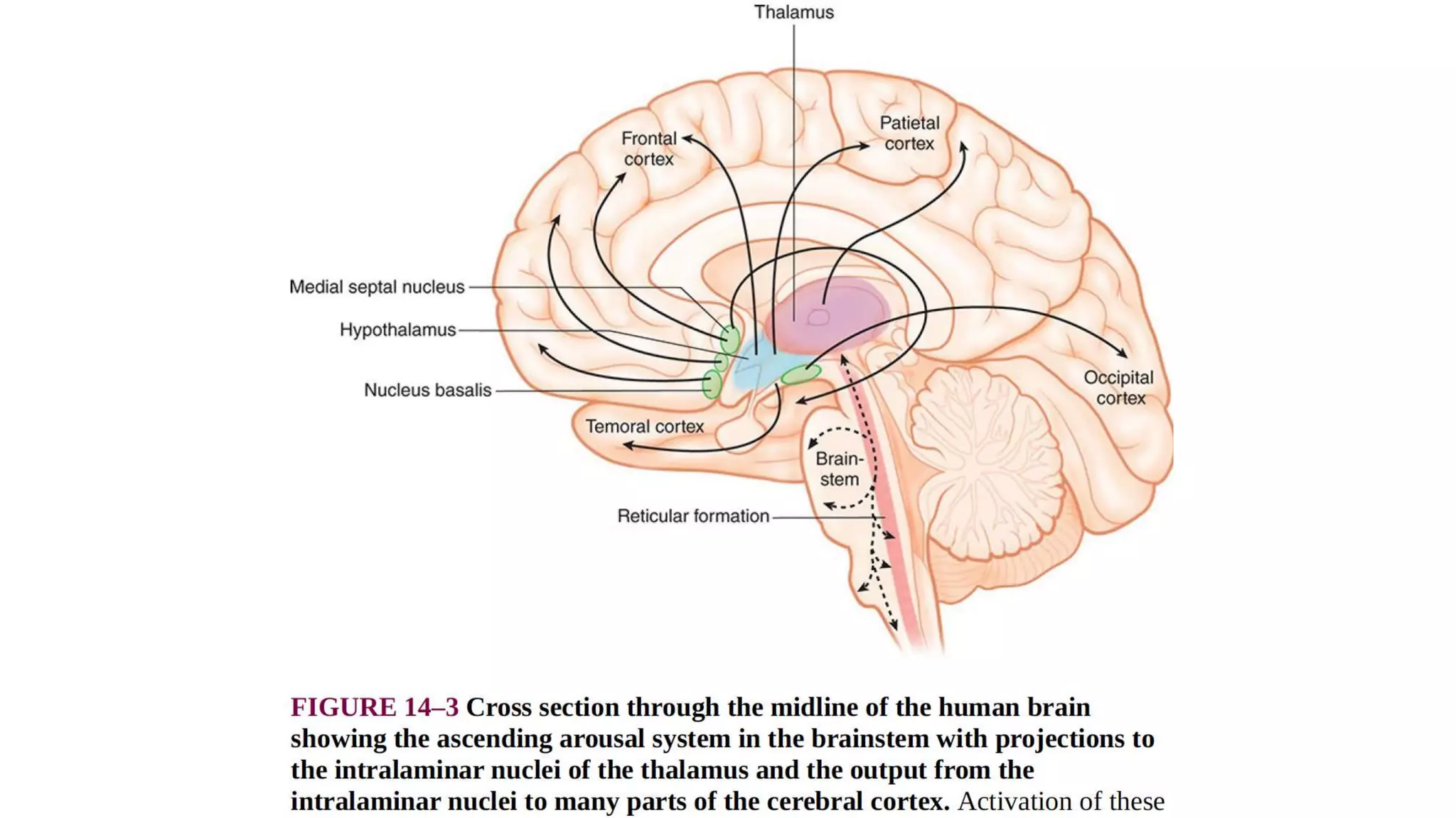 LIMBIC SYSTEM.pptx