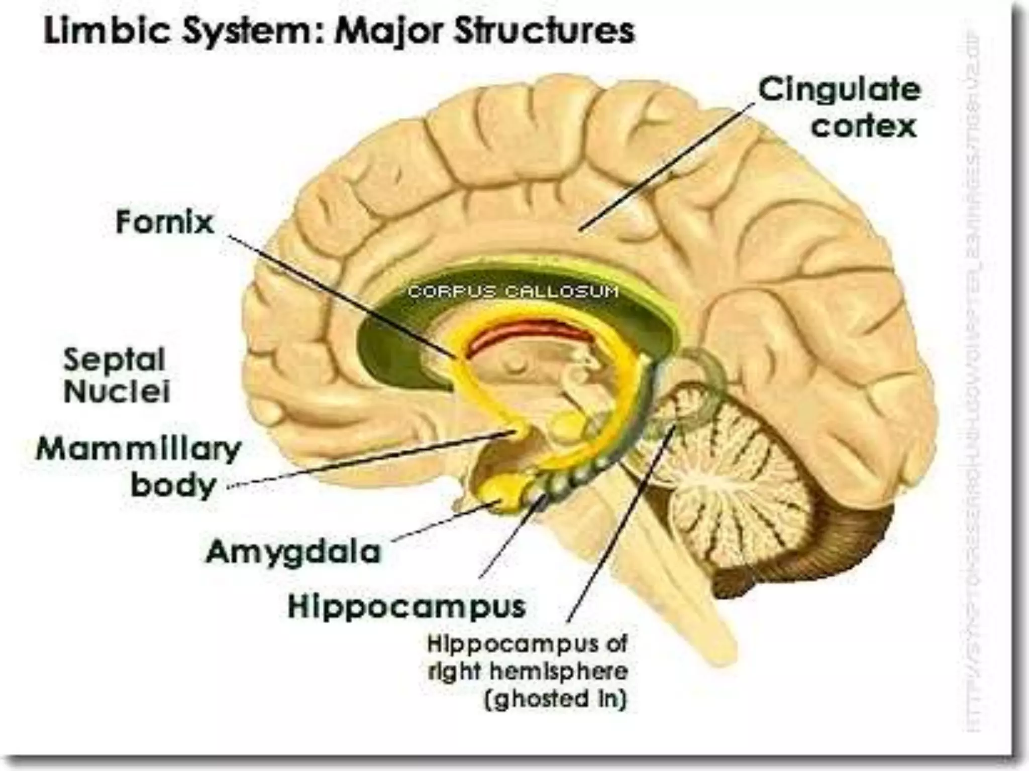 Limbic System.ppt