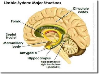 Limbic System.ppt