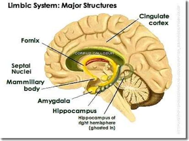 Limbic System.ppt
