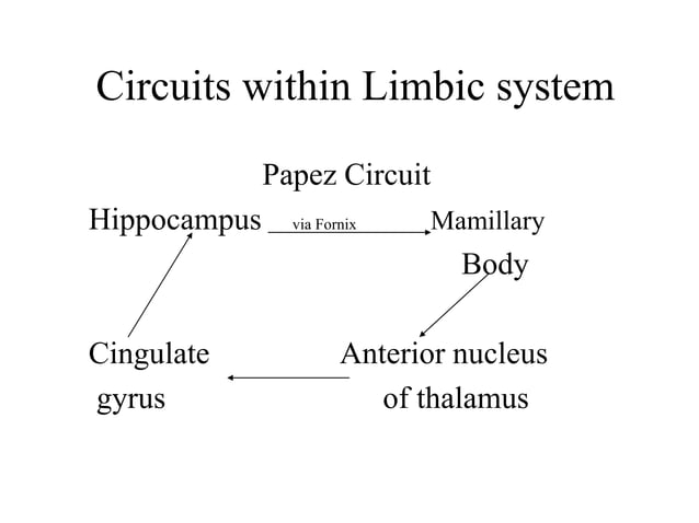 Limbic System.ppt