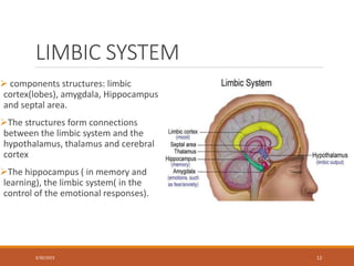limbic system.pptx