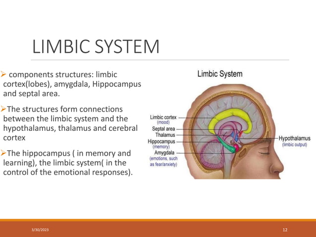 limbic system.pptx