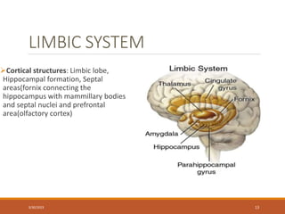 limbic system.pptx