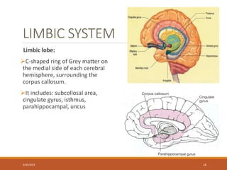 limbic system.pptx