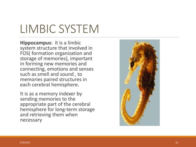 limbic system.pptx