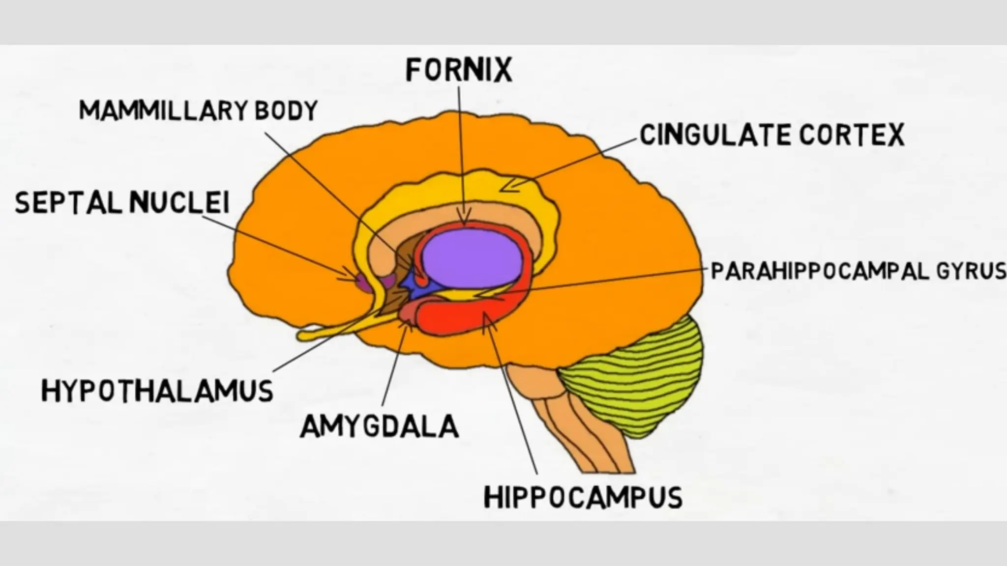 Limbic system.pdfBy: Varsha, Venkatesh, Vishwa, Winfield, Narendra ...