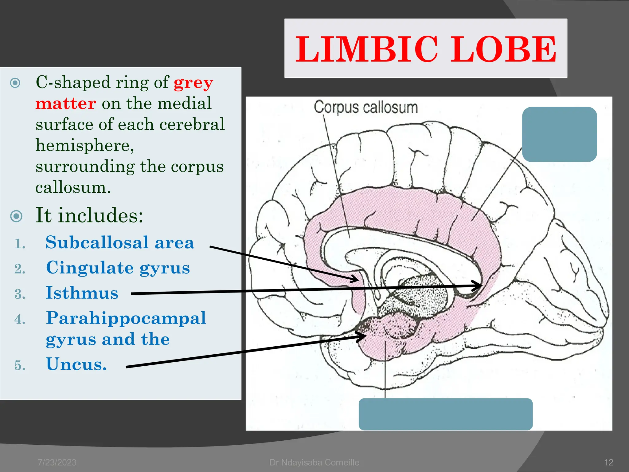 Anatomy and physiology of Limbic System.pdf