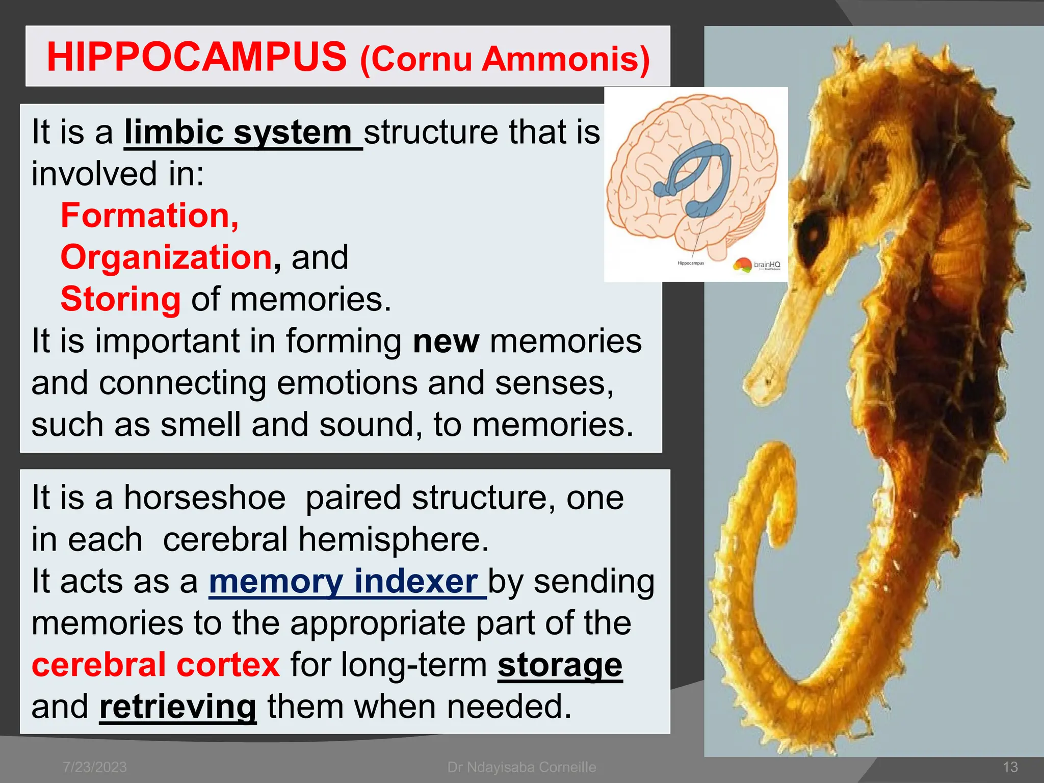 Anatomy and physiology of Limbic System.pdf