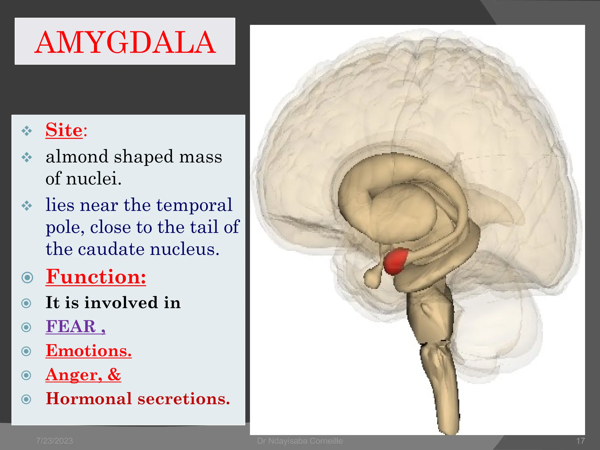 Anatomy and physiology of Limbic System.pdf