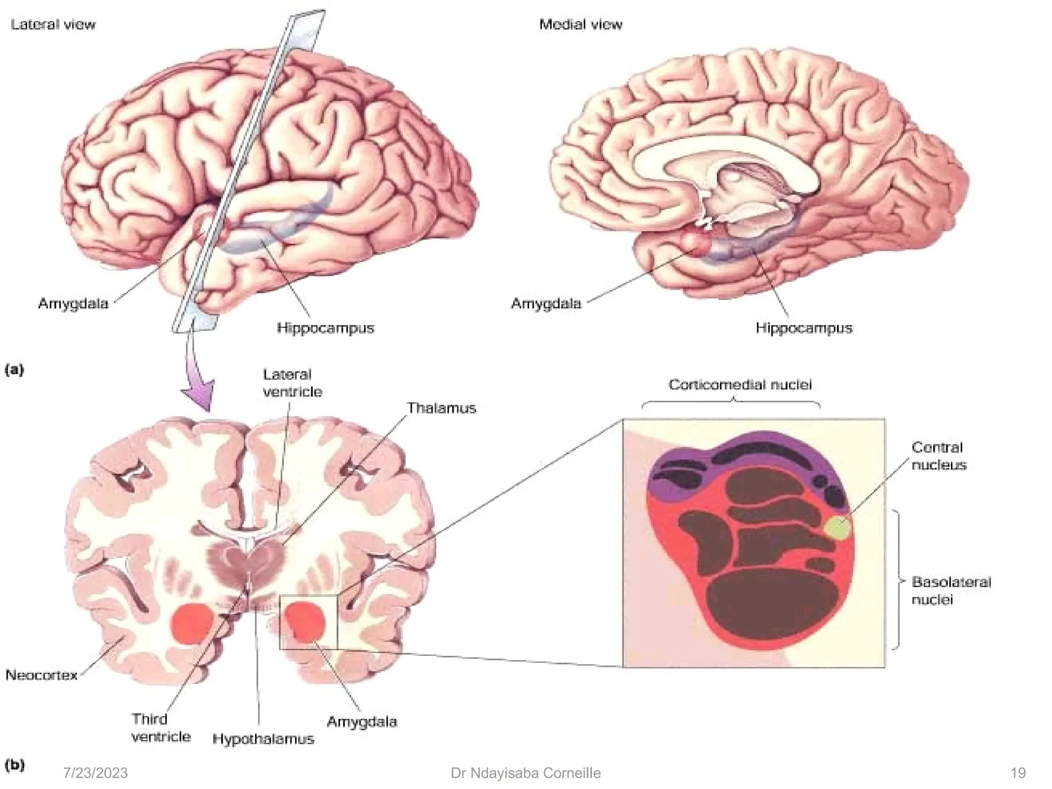 Anatomy and physiology of Limbic System.pdf