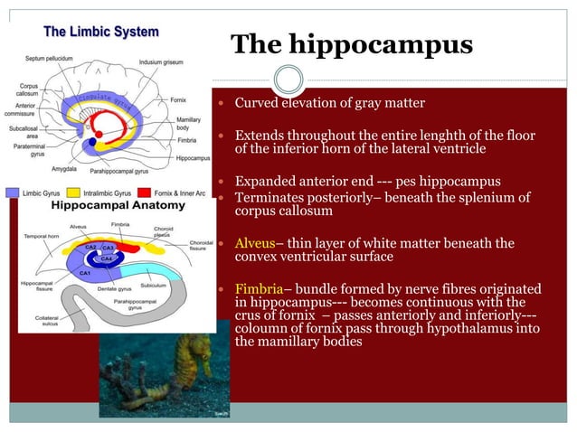 limbicsystem.pptThe limbic system is a group of interconnected brain ...