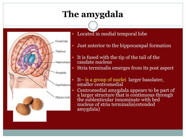 limbicsystem.pptThe limbic system is a group of interconnected brain ...