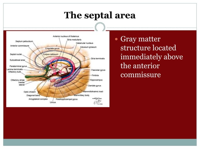limbicsystem.pptThe limbic system is a group of interconnected brain ...