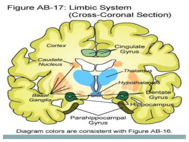 limbicsystem.pptThe limbic system is a group of interconnected brain ...