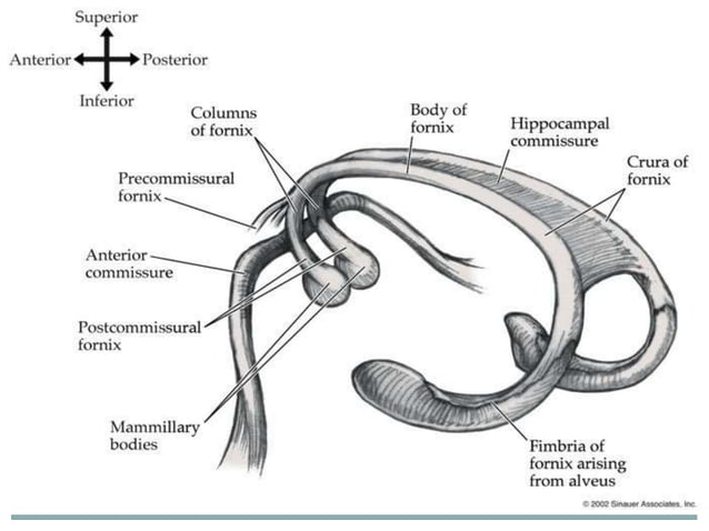 limbicsystem.pptThe limbic system is a group of interconnected brain ...