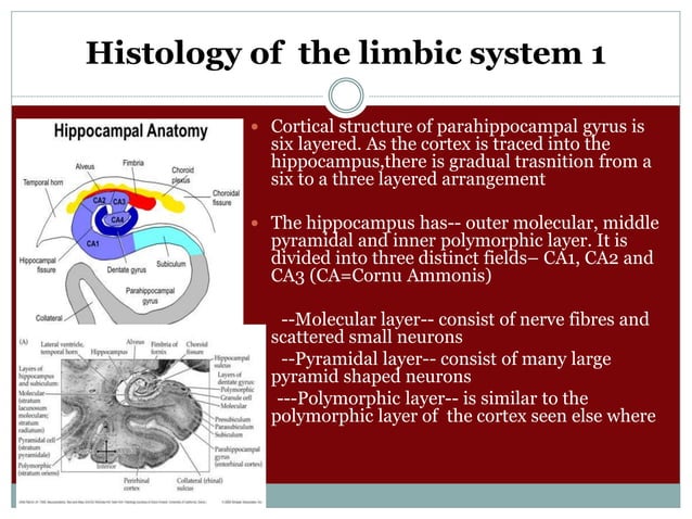 limbicsystem.pptThe limbic system is a group of interconnected brain ...