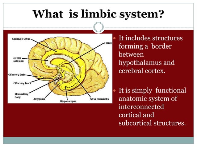 limbicsystem.pptThe limbic system is a group of interconnected brain ...