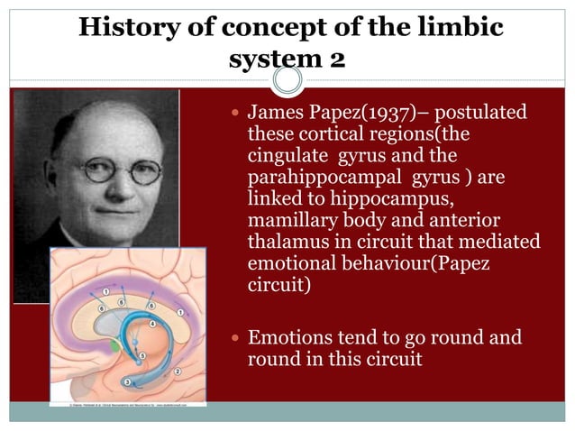 limbicsystem.pptThe limbic system is a group of interconnected brain ...
