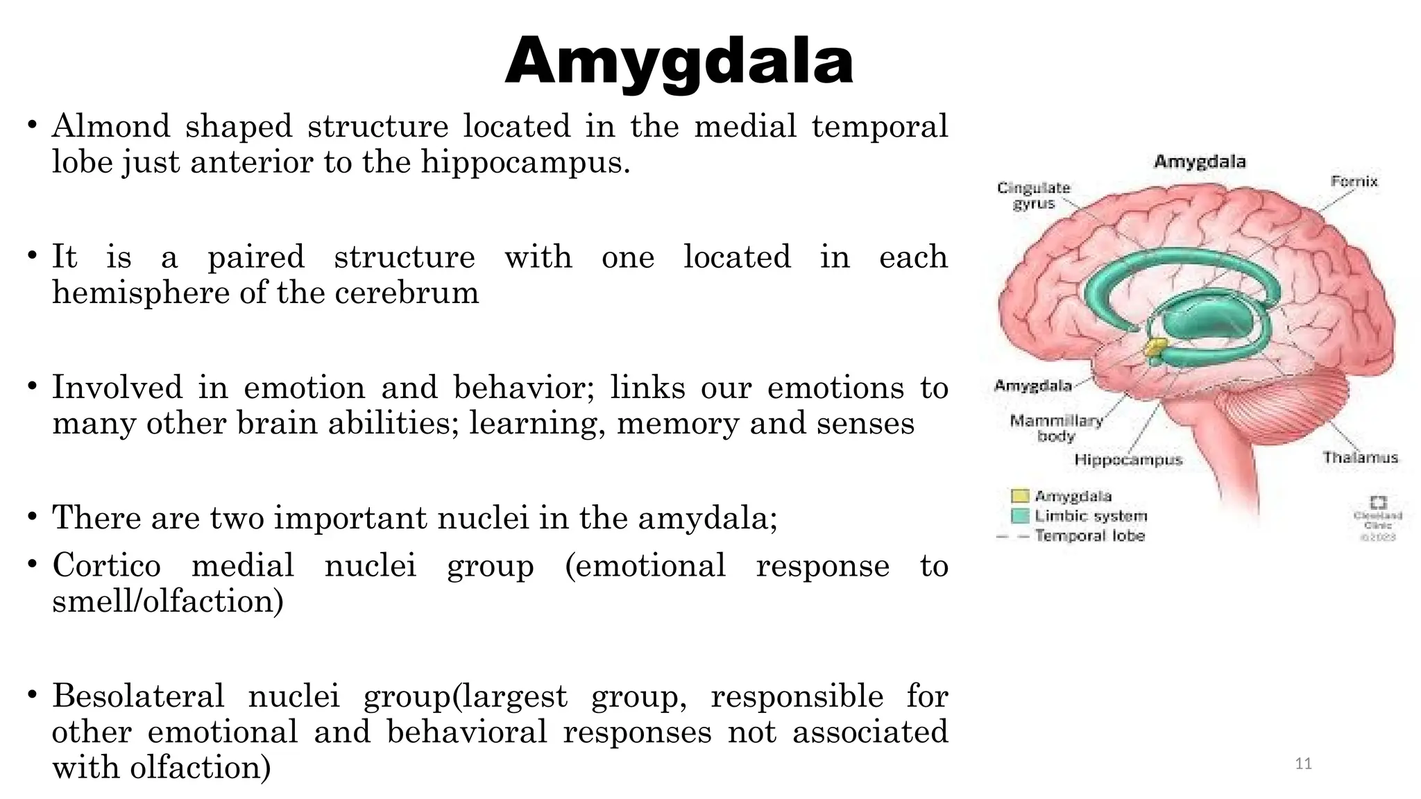 LIMBIC SYSTEM (Anatomy) ppt | PPTX