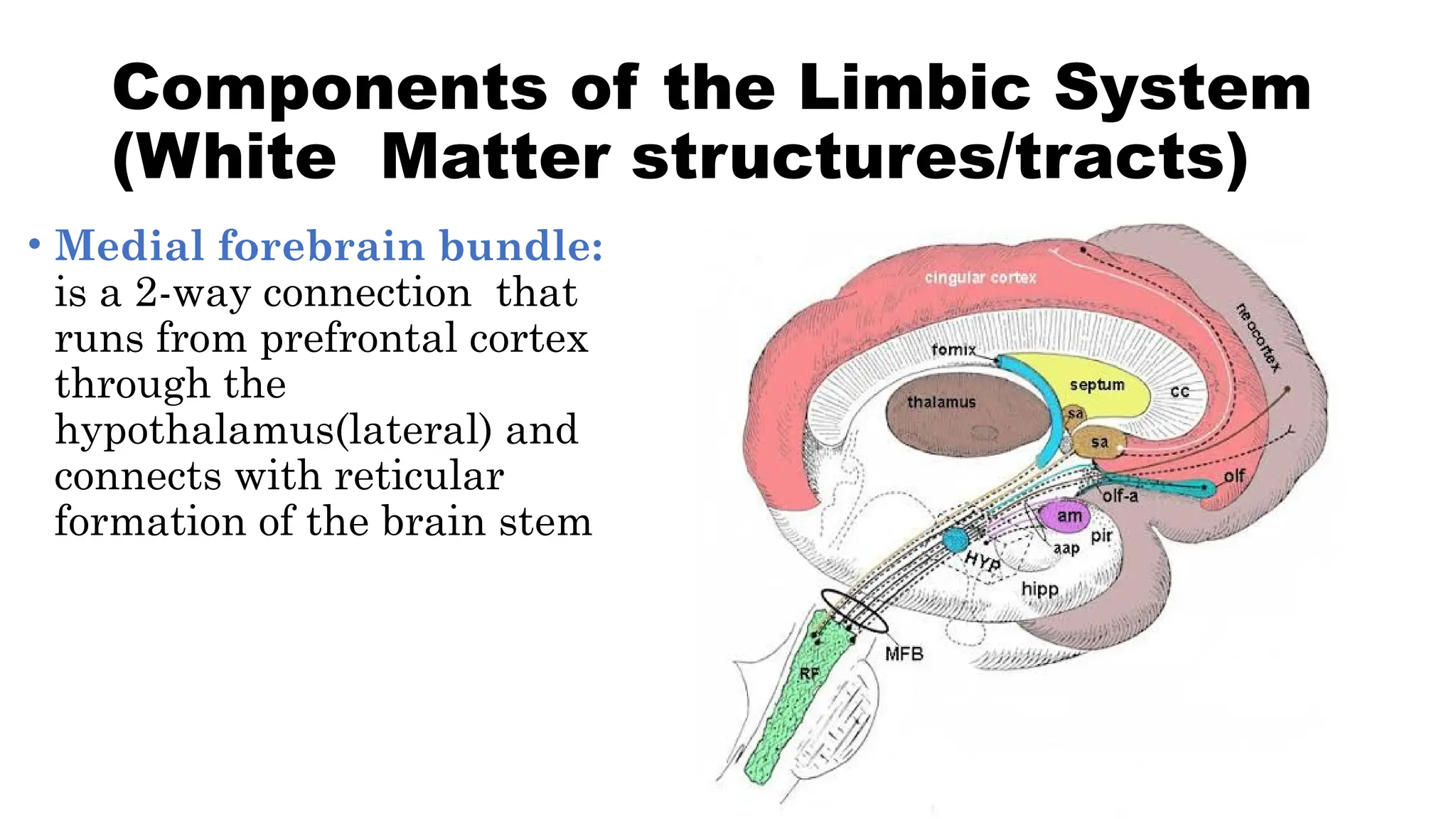 LIMBIC SYSTEM (Anatomy) ppt | PPTX