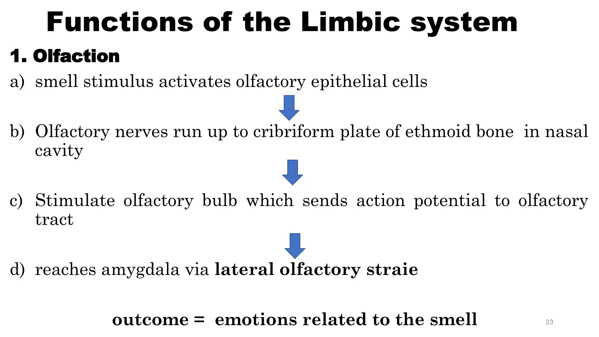 LIMBIC SYSTEM (Anatomy) ppt | PPTX
