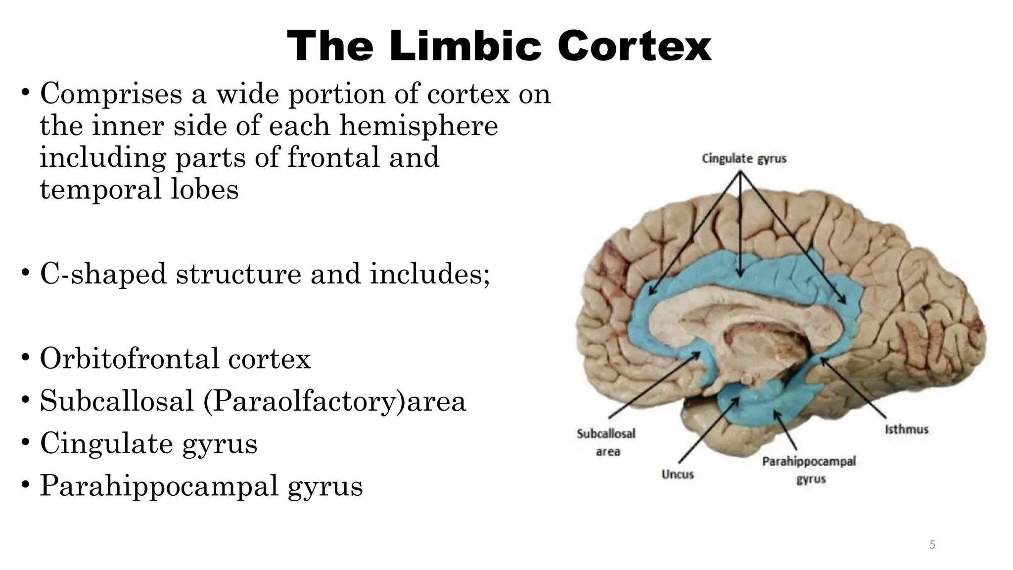 LIMBIC SYSTEM (Anatomy) ppt | PPTX