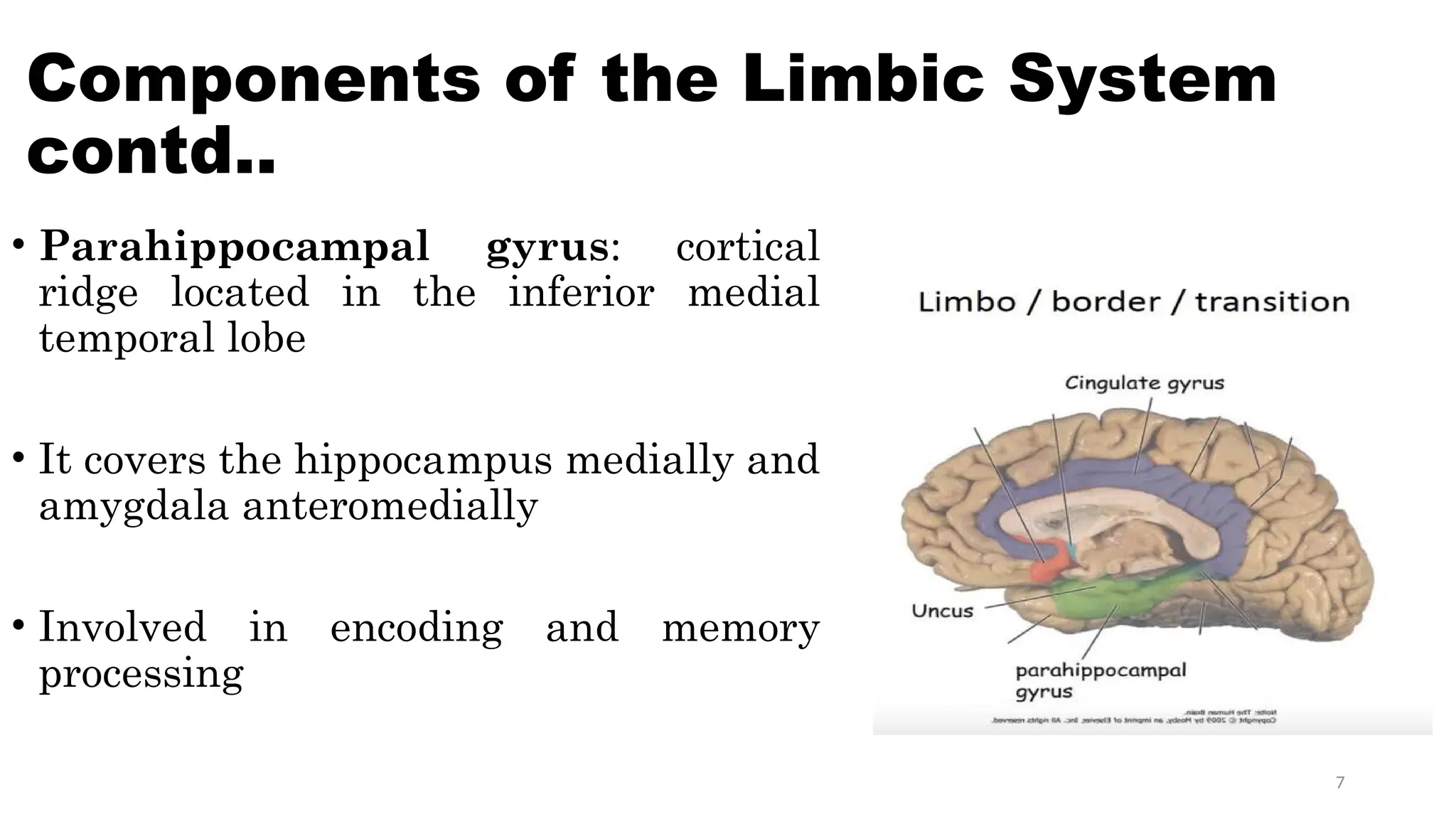 LIMBIC SYSTEM (Anatomy) ppt | PPTX